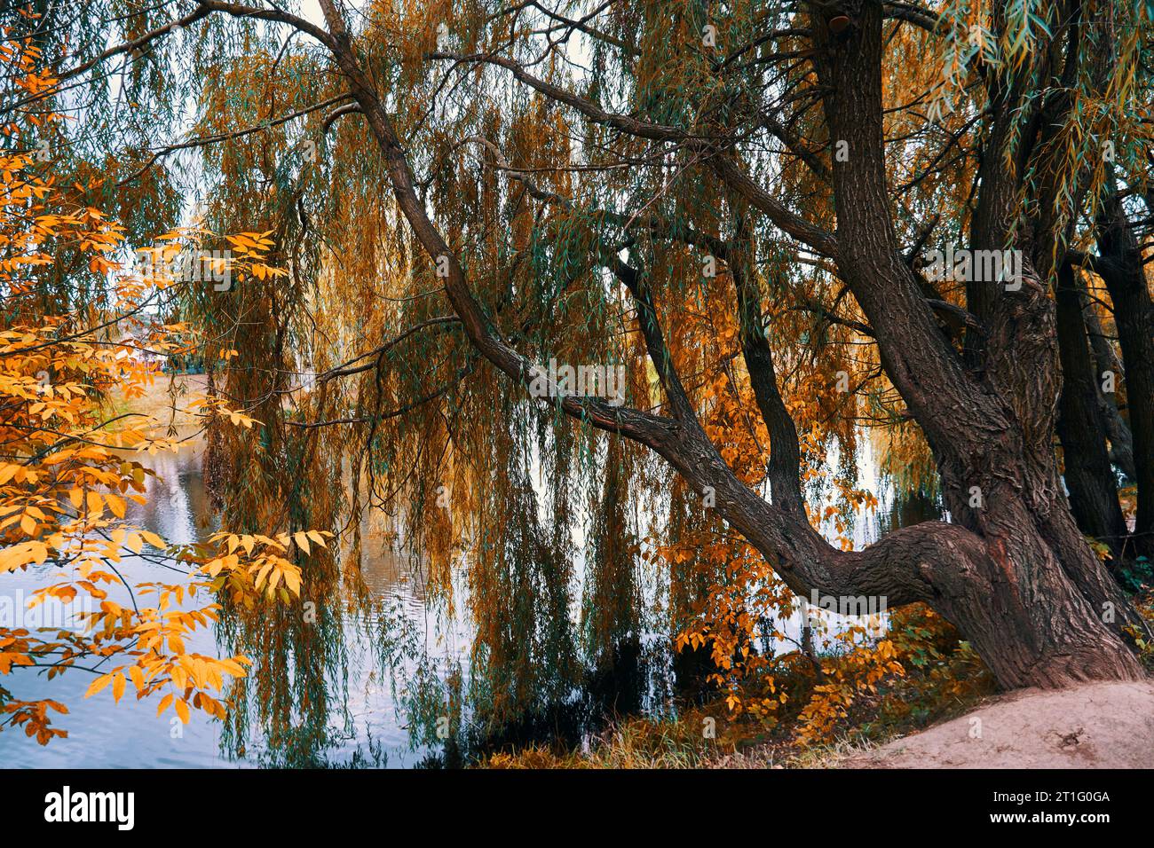 Resting in willow tree hi-res stock photography and images - Alamy