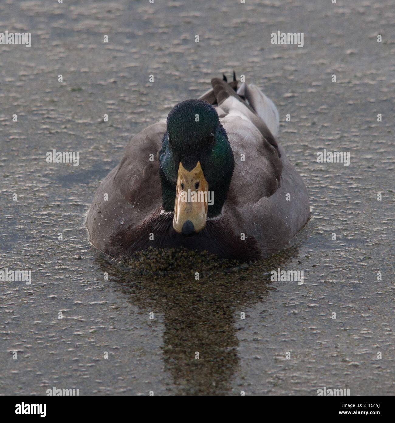 Mallard waterfowl birds floating hi-res stock photography and images ...