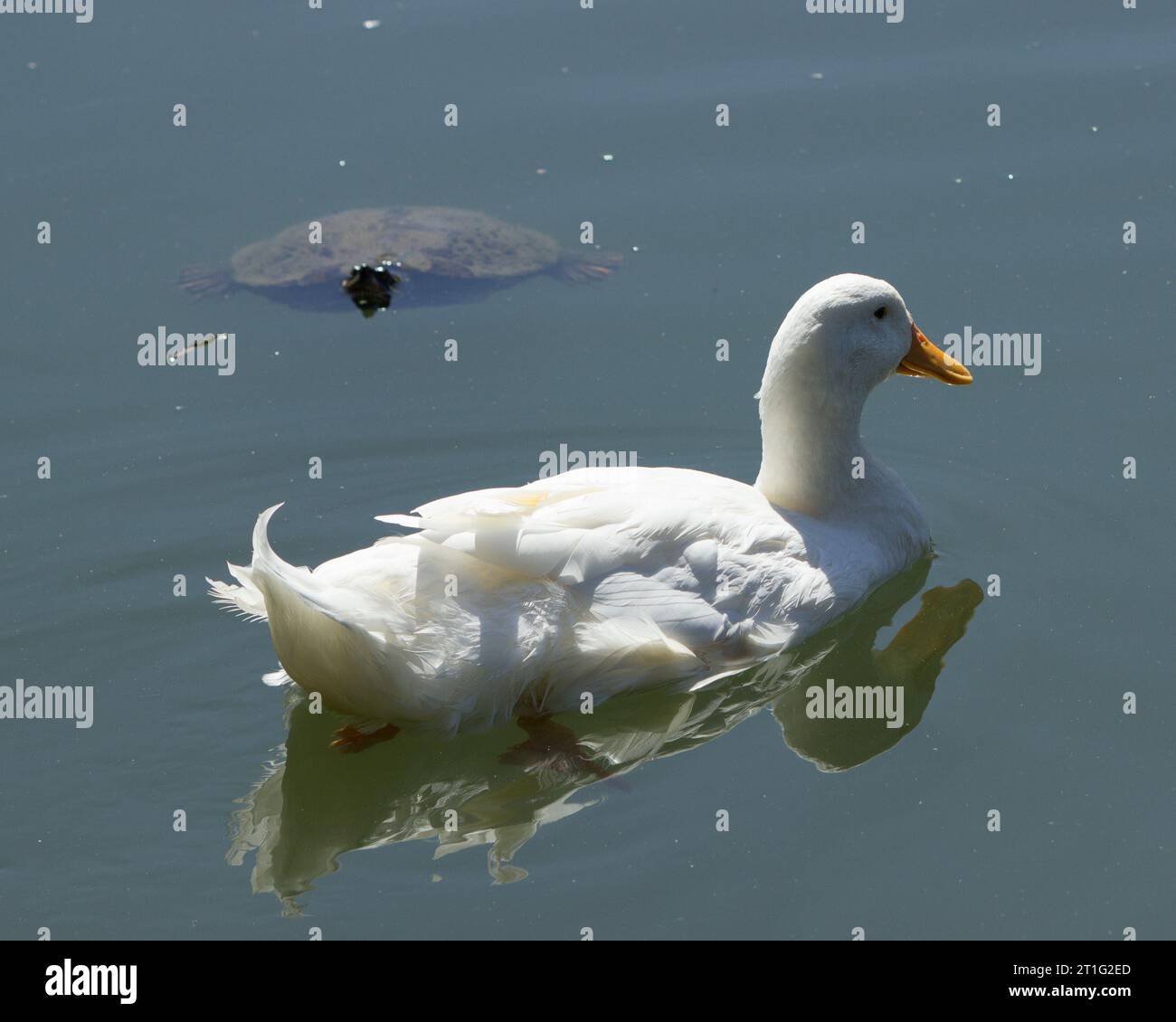 Duck Swimming with Turtle Stock Photo - Alamy