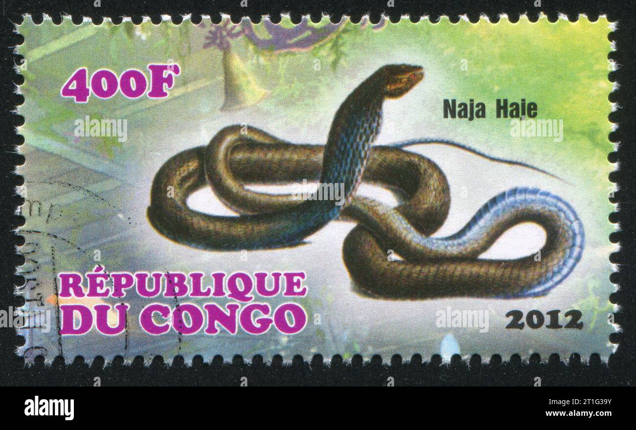 Congo snake hi-res stock photography and images - Alamy
