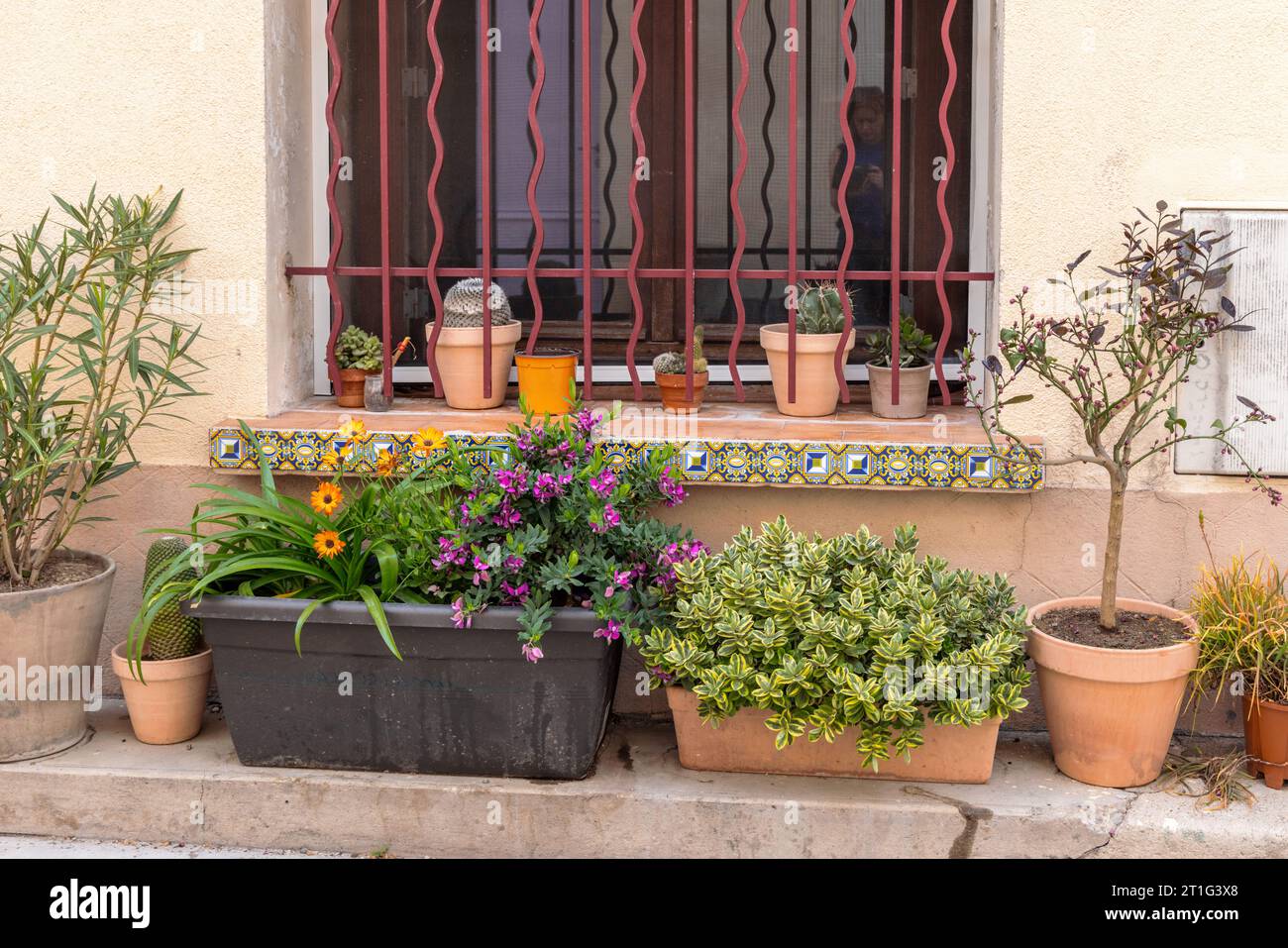 Colourful display of plants, cacti and flowers outside a house in the ...