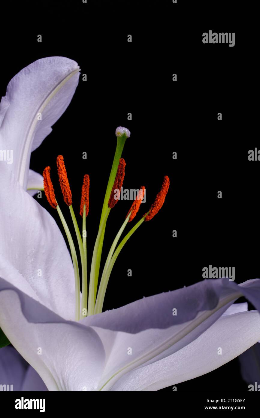 A single white lila flower with a red stamen blooms in front of a black ...