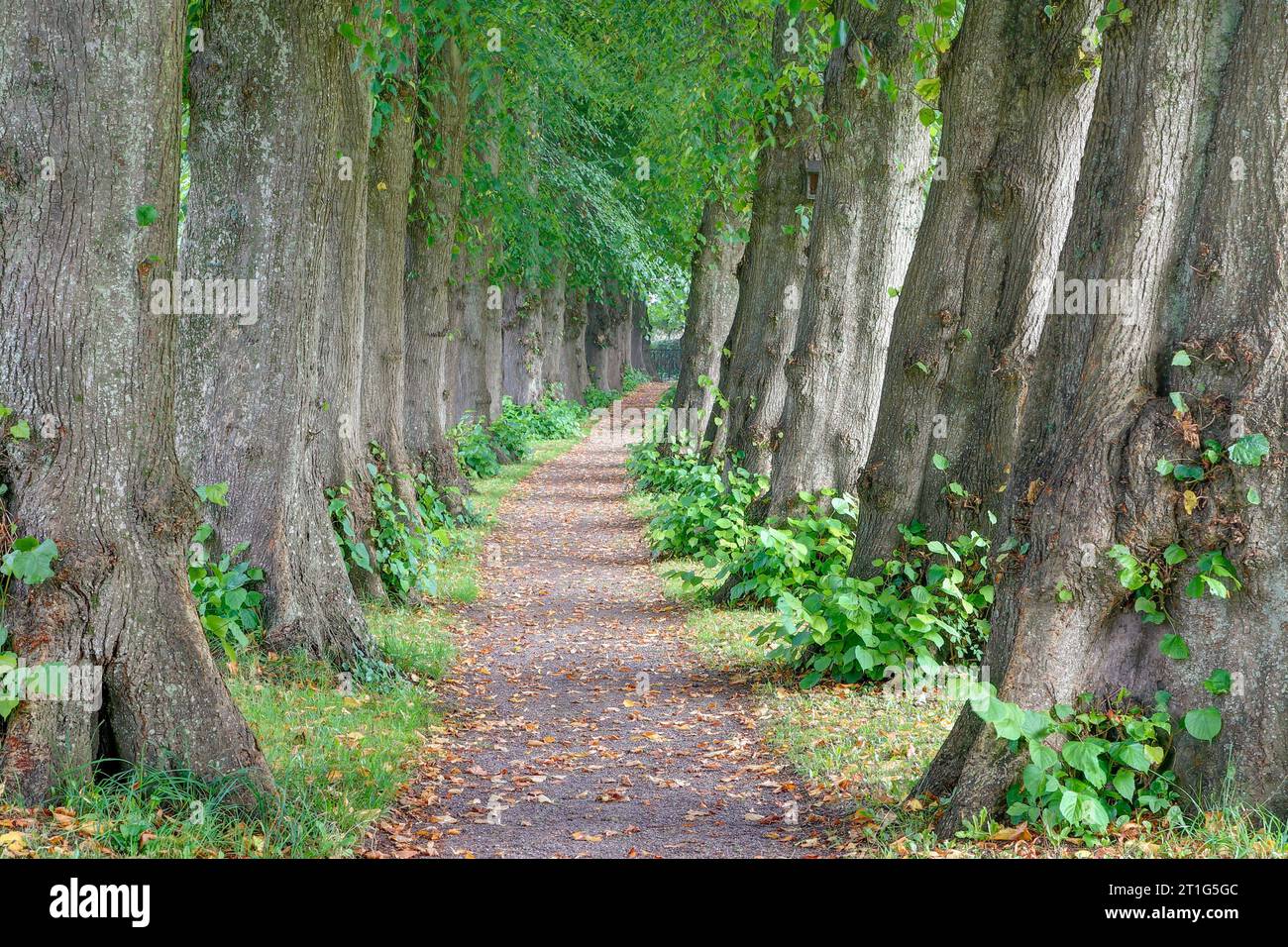 Picturesque path between mighty trees, the 105 meters long lime tree ...