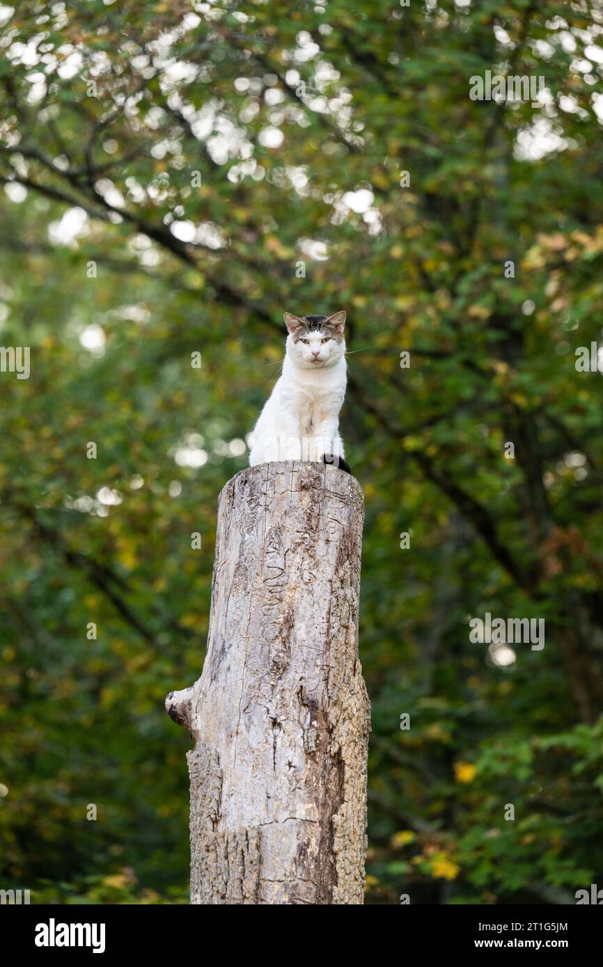 Cute adult tabby cat sitting on top of a cut tree stump in a yard with ...