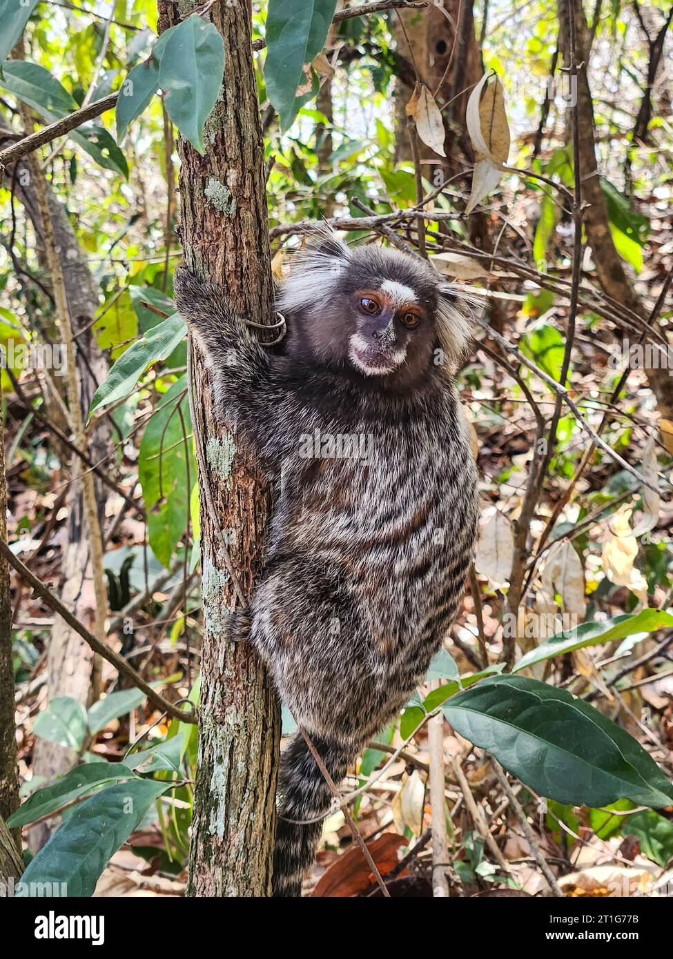 monkey known as star tamarin outdoors in Rio de Janeiro, Brazil Stock ...