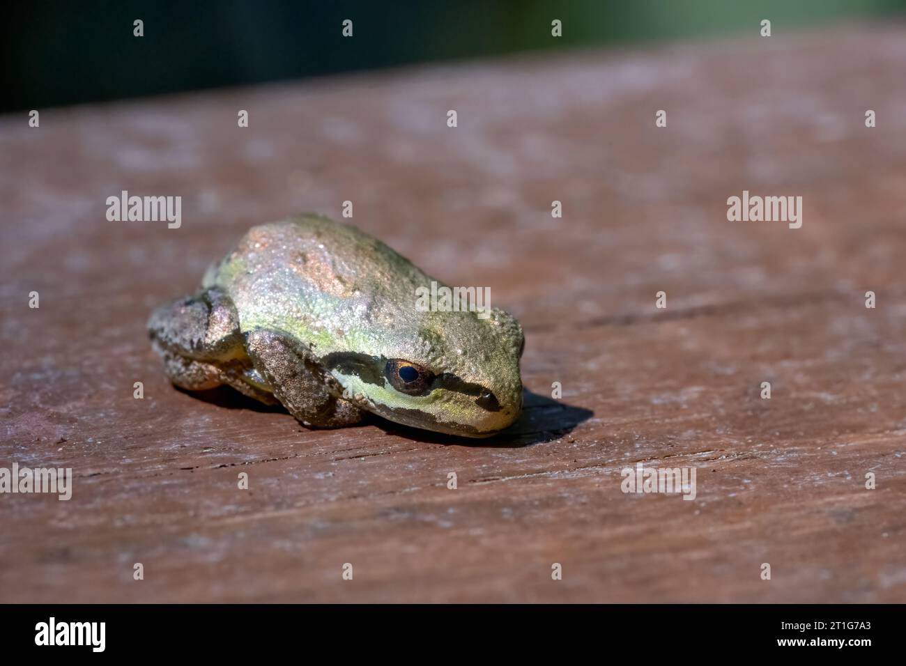 Issaquah, Washington, USA. Pacific Tree frog sitting on a cedar wood ...