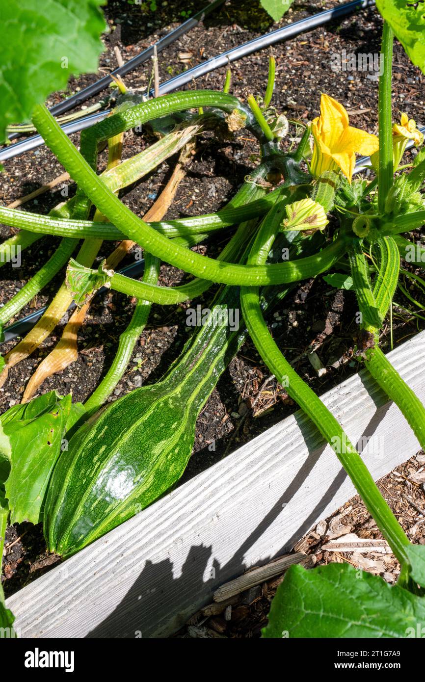 Issaquah, Washington, USA. Ripe Trombocino squash plant growing in a ...