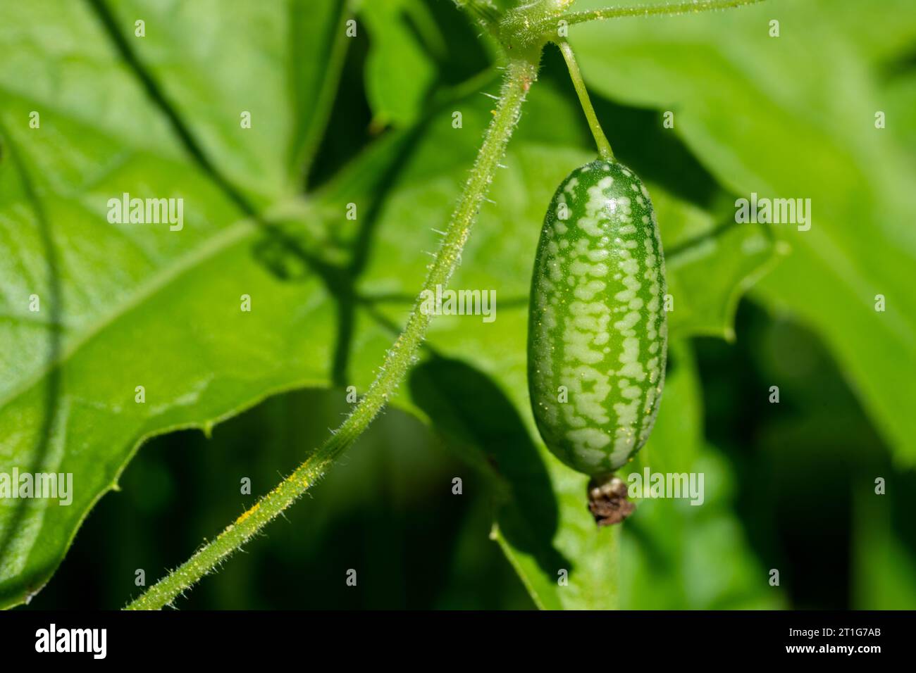 Issaquah, Washington, USA. Tiny cucamelon growing on the vine Stock ...