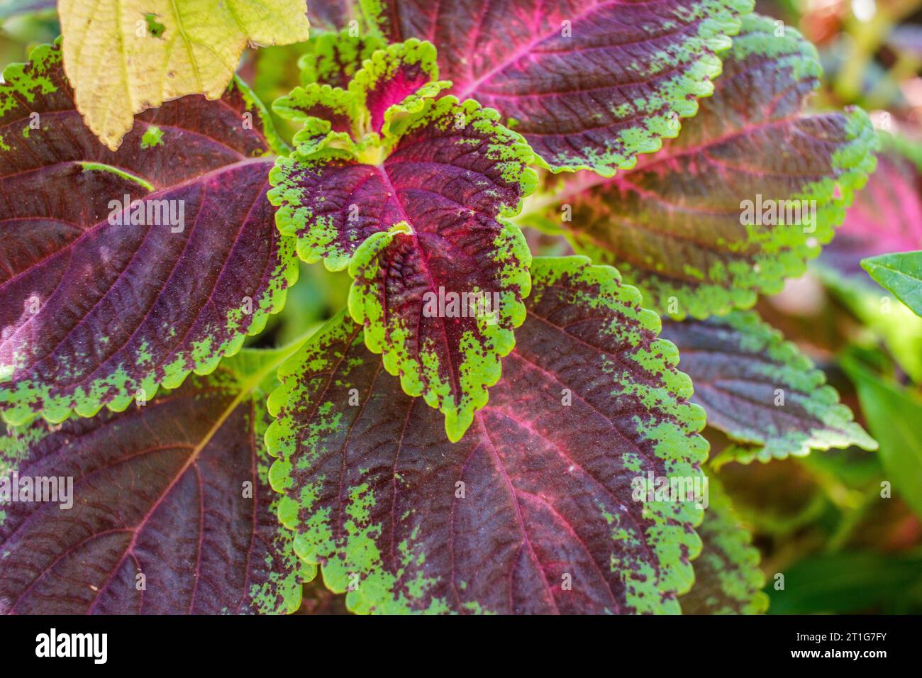 details of a Coleus leaf in a garden in Rio de Janeiro, Brazil Stock ...