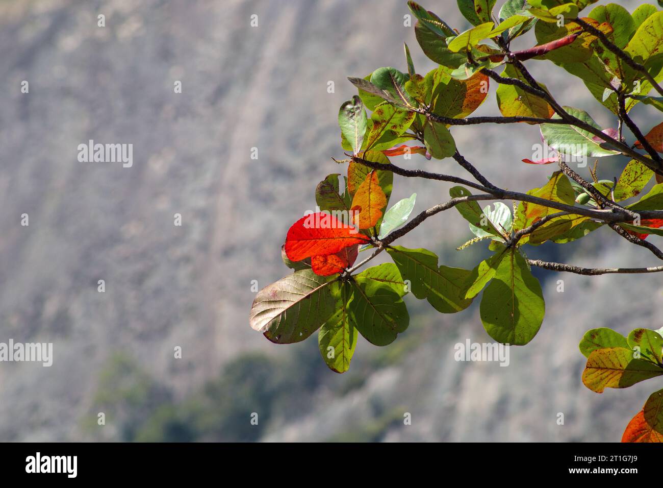 leaves of an almond tree in Rio de Janeiro, Brazil Stock Photo - Alamy