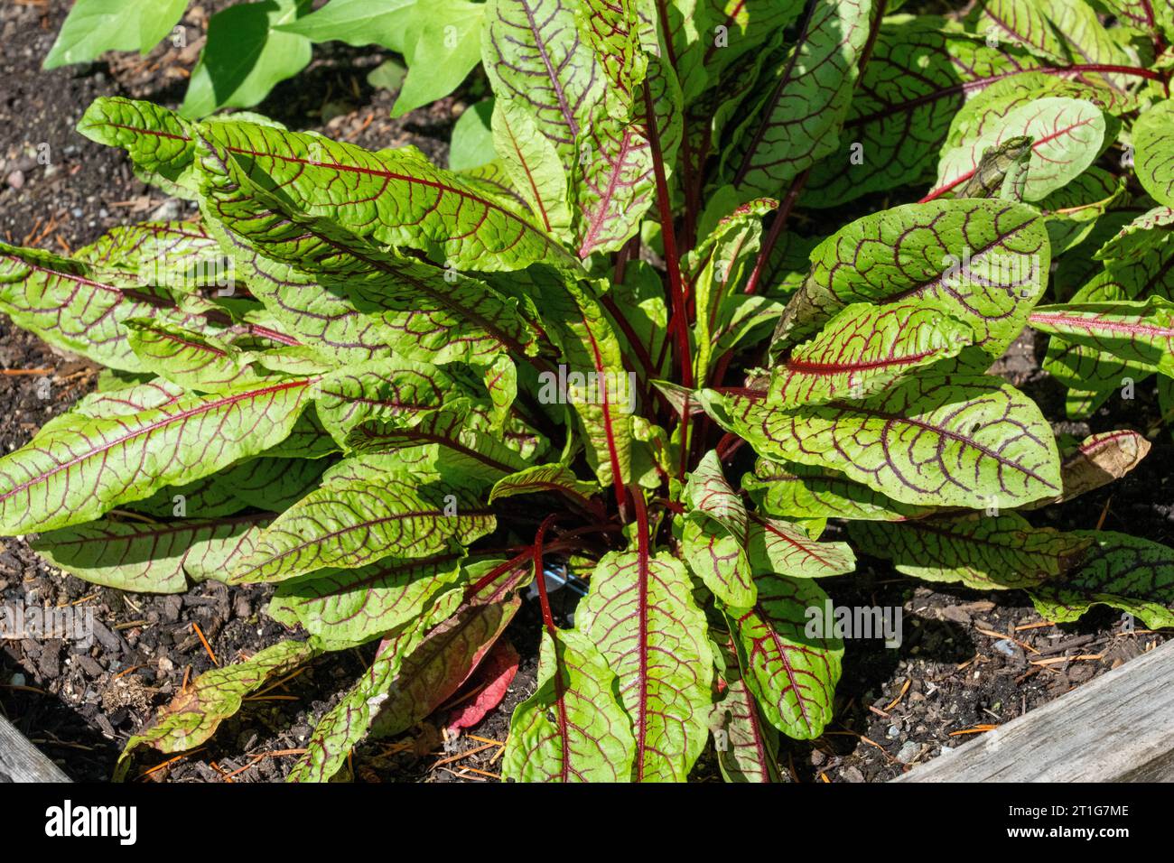 Issaquah, Washington, USA. Blood-Veined Sorrel plants in a raised bed ...
