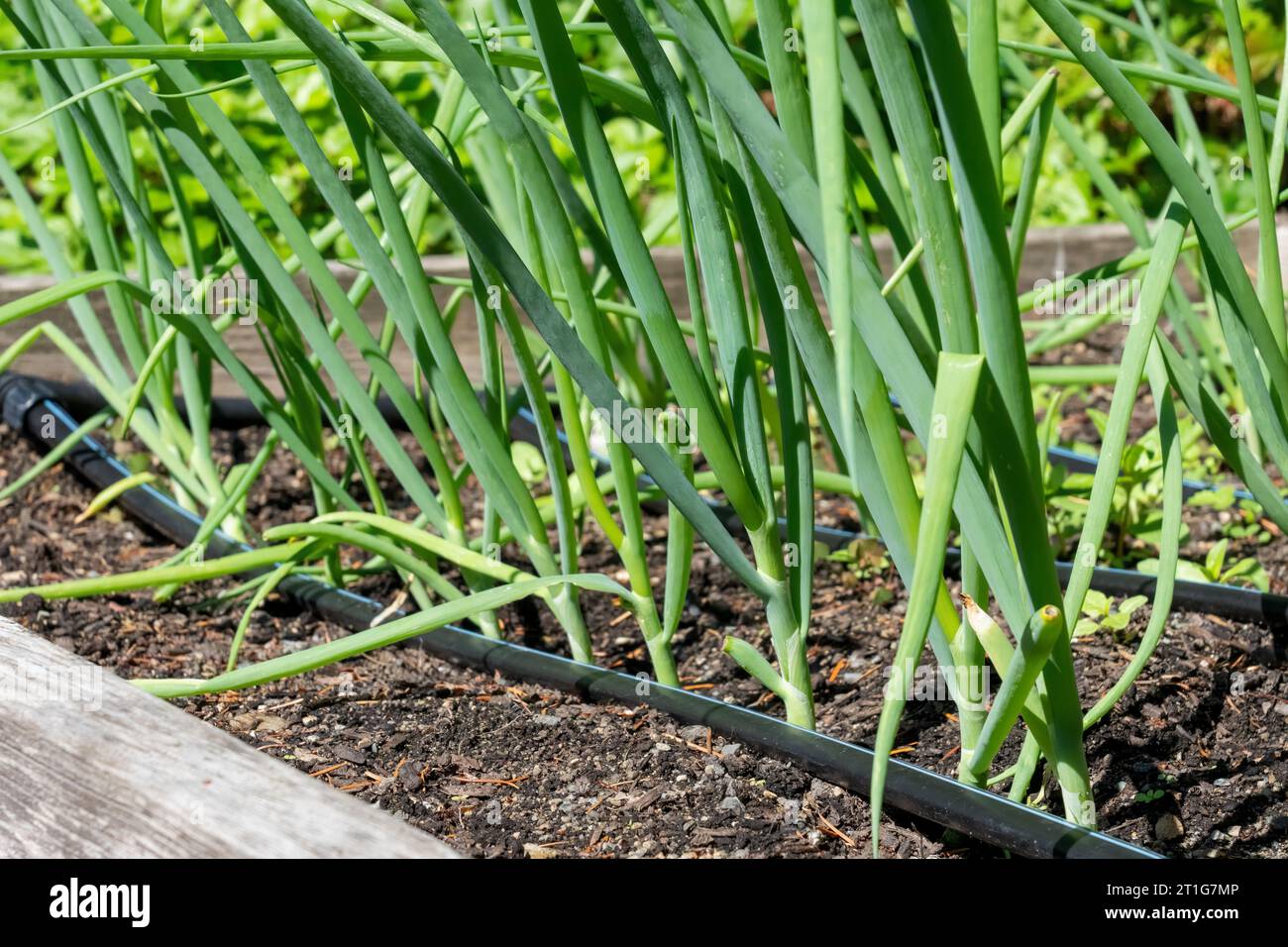 Issaquah, Washington, USA. Sweet Walla Walla onions growing in a row in ...