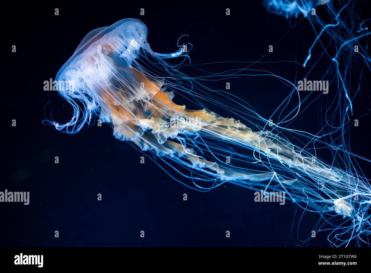beautiful colorful jellyfish medusa swim underwater in ocean or zoo ...