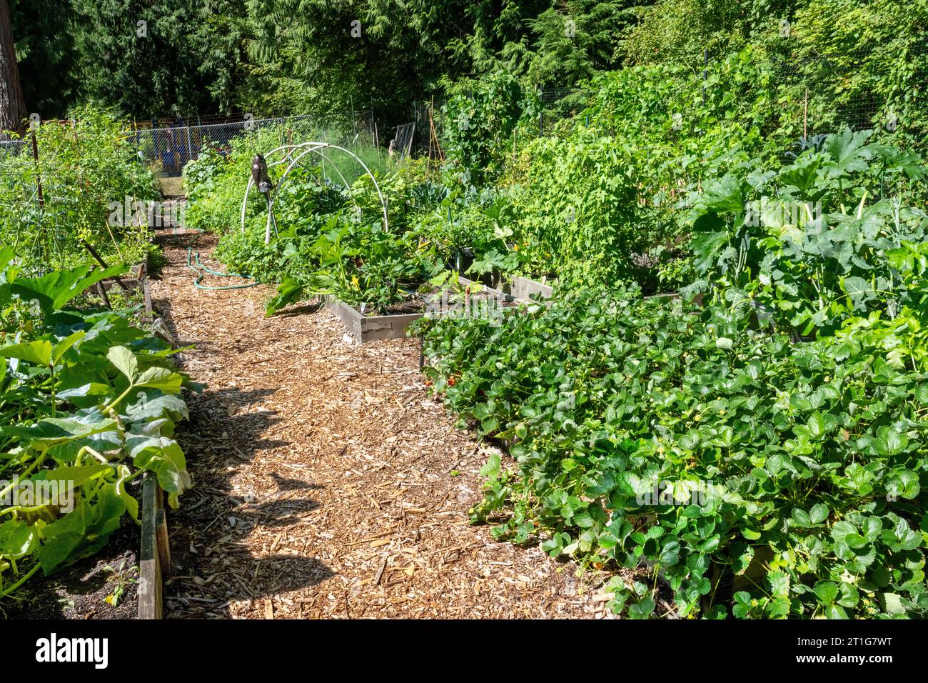 Issaquah, Washington, USA. Raised beds in a community garden, with ...