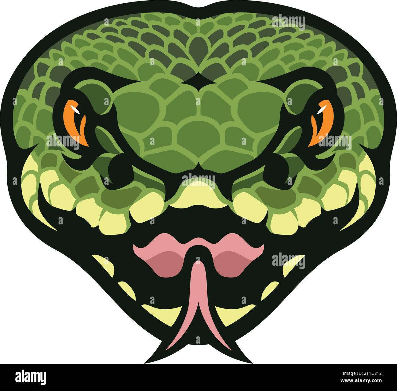 Snake Head Front Portrait Of Corn Snake, Pantherophis Guttatus, In