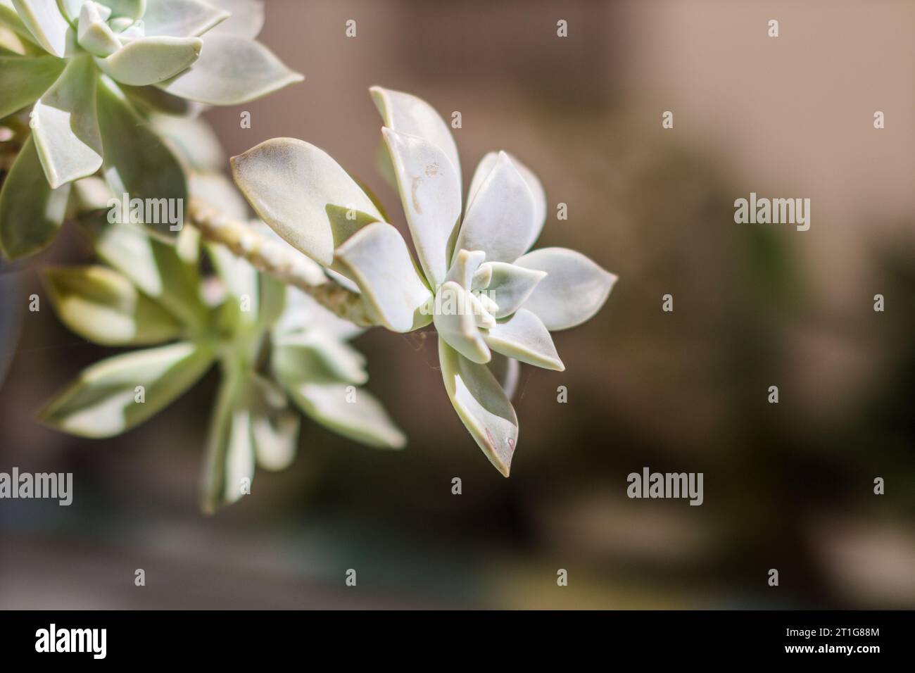 flower known as stone rose in a garden in Rio de Janeiro, Brazil Stock ...