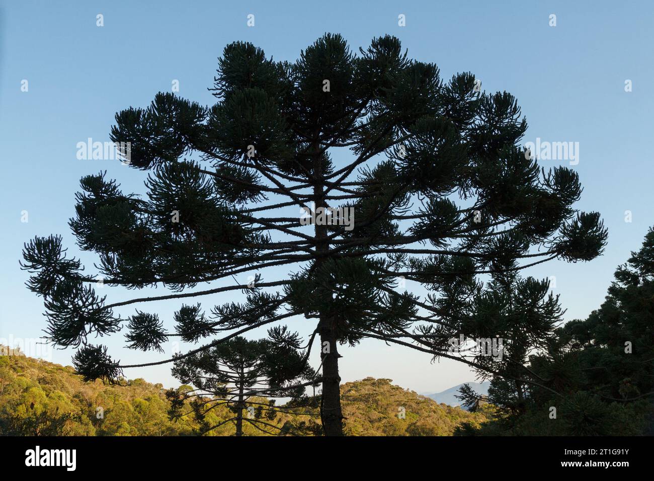tree known as araucaria outdoors in Rio de Janeiro, Brazil Stock Photo ...