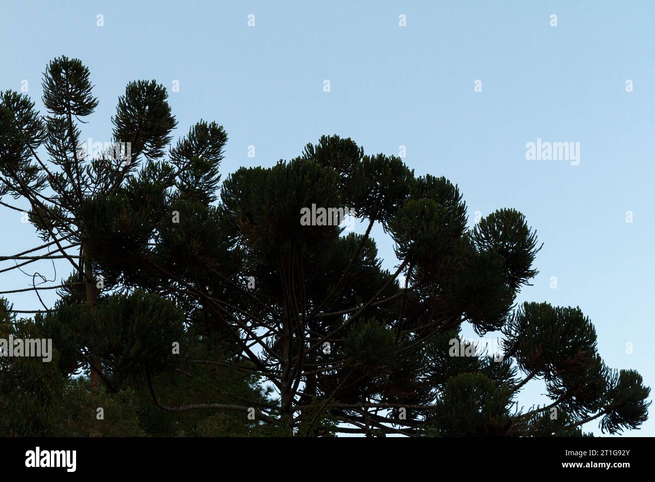 tree known as araucaria outdoors in Rio de Janeiro, Brazil Stock Photo ...