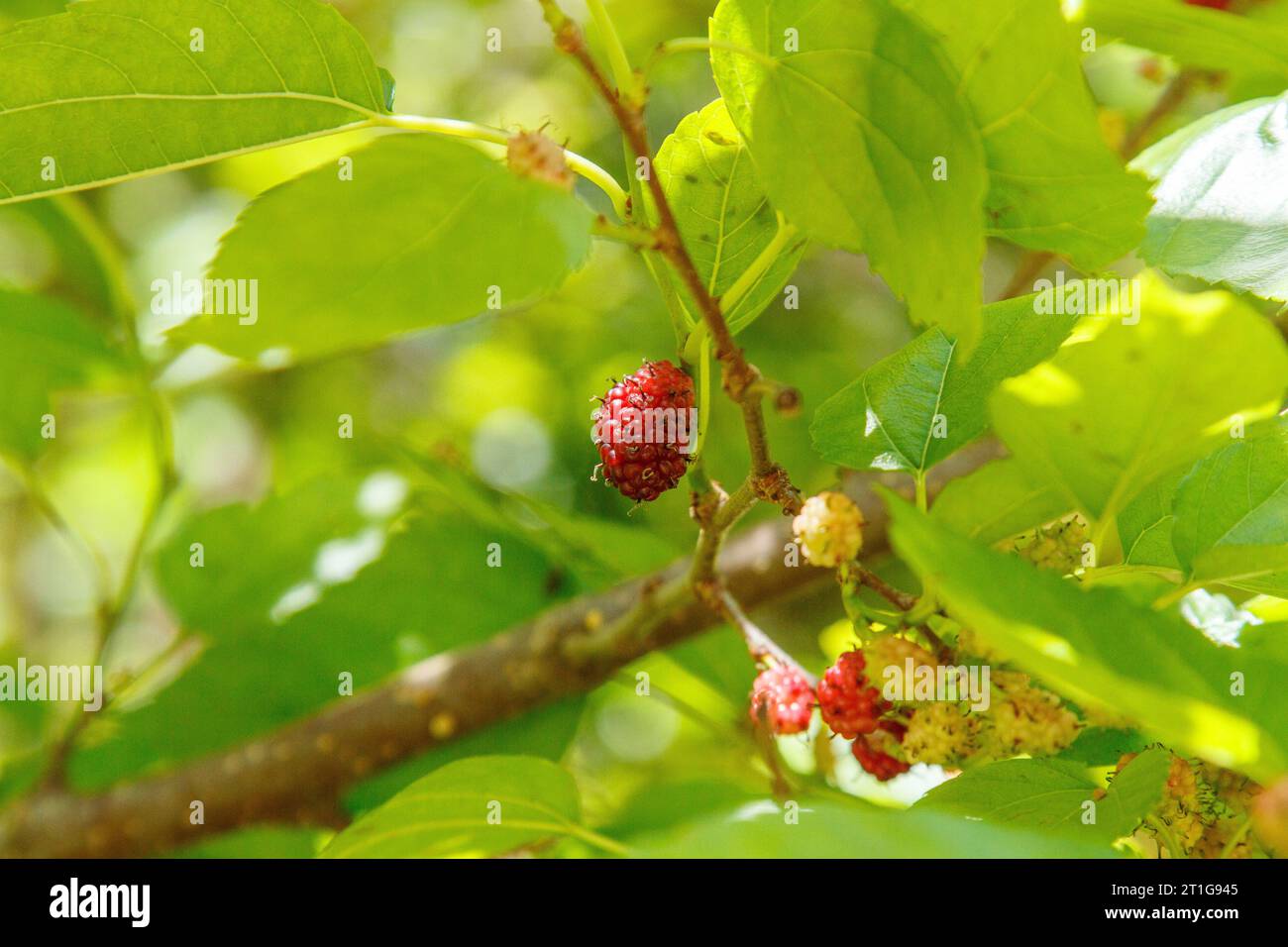 fruit known as blackberry outdoors in Rio de Janeiro, Brazil Stock ...