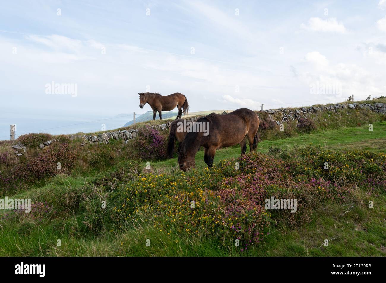 Exmoor ponies at the top of Countisbury Hill in Exmoor National Park ...
