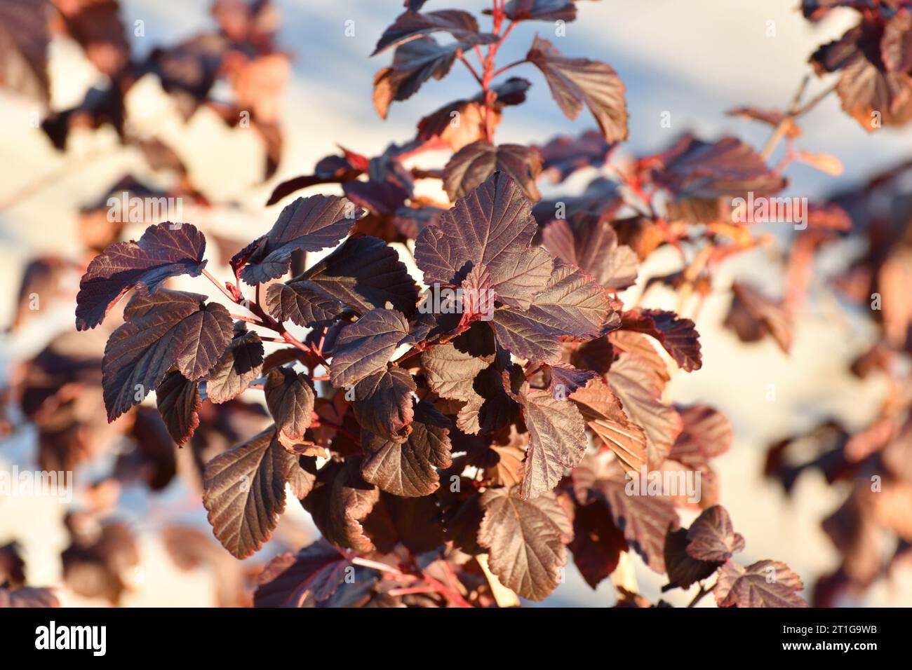 Shrub viburnum leaf, the red diablo variety Stock Photo - Alamy