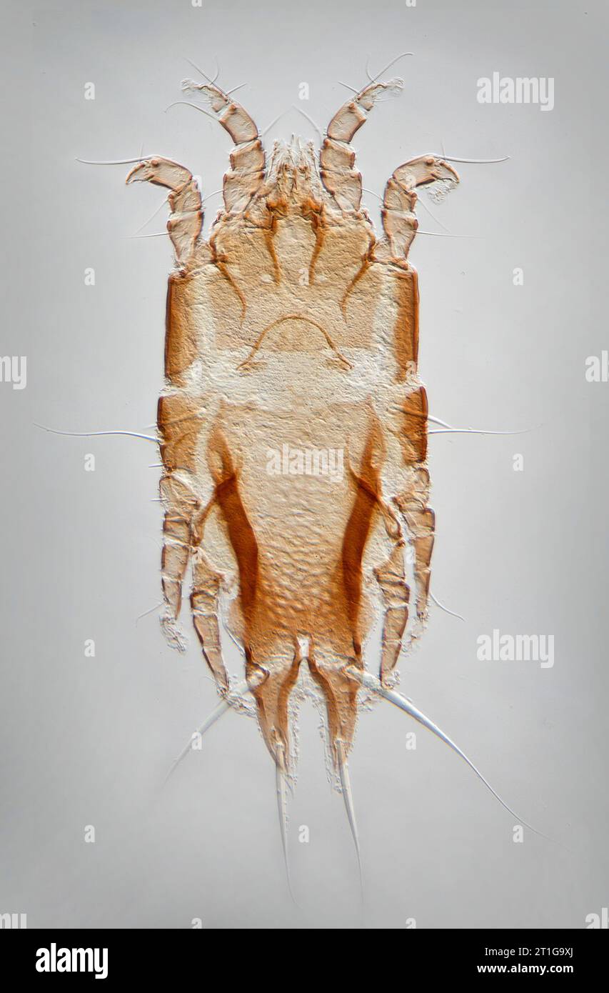 Feather mite, Trouessartia inexpectata, Goldcrest bird, Regulus regulus ...
