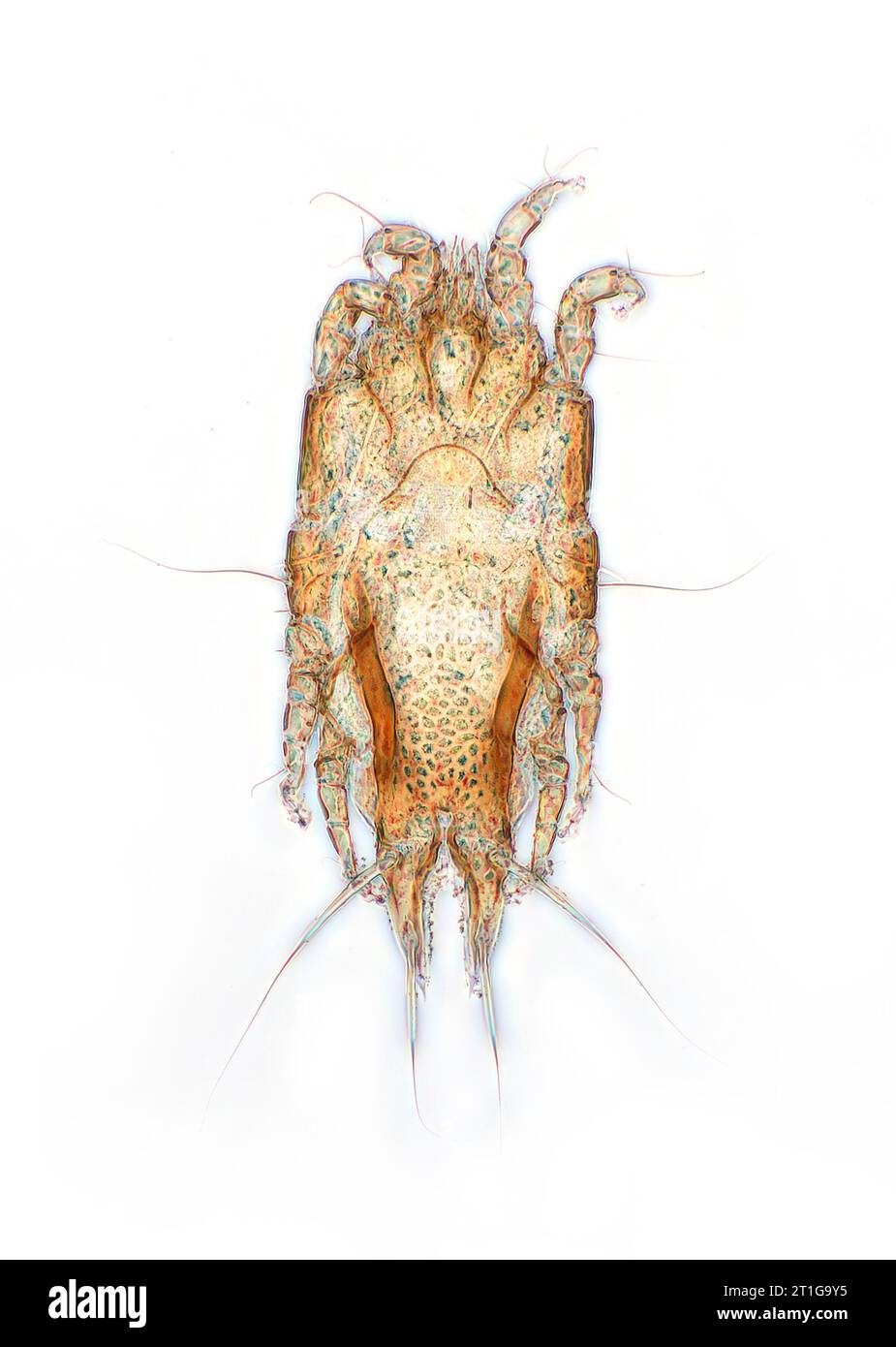 Feather mite, Trouessartia inexpectata, Goldcrest bird, Regulus regulus ...