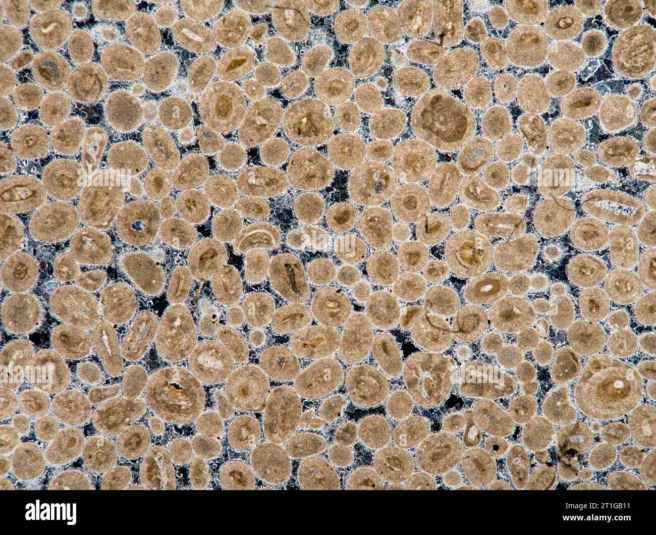 Oolitic limestone, sedimentary, Wheatly, Oxfordshire, UK, Calcite, iron ...