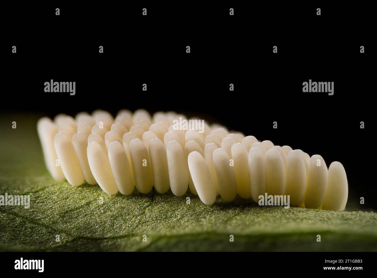 Hoverfly eggs, Helophilus pendulus, laid on the underside of a pond ...