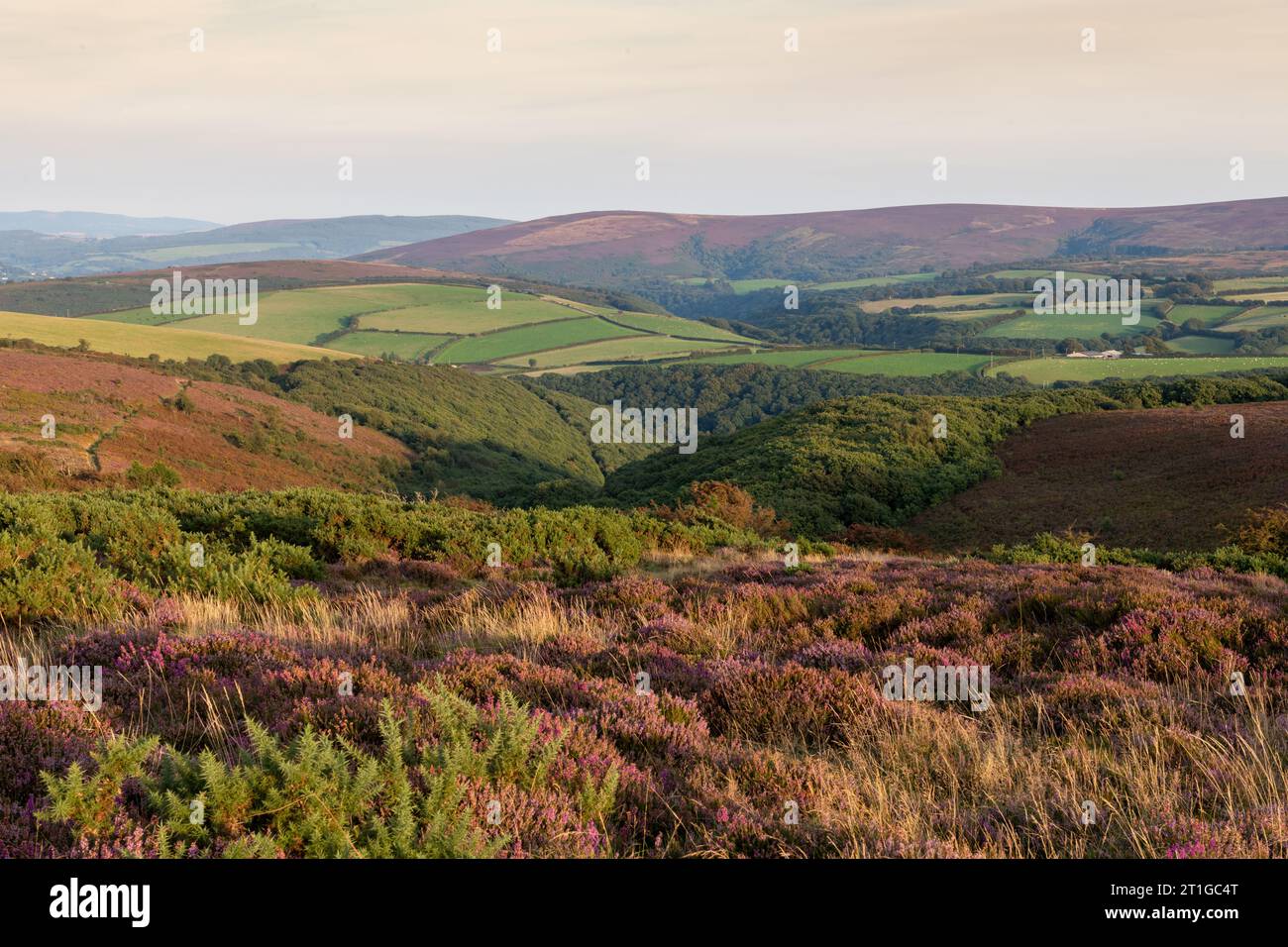 View of Porlock Common at the top of Porlock Hill in Exmoor Natioanl ...