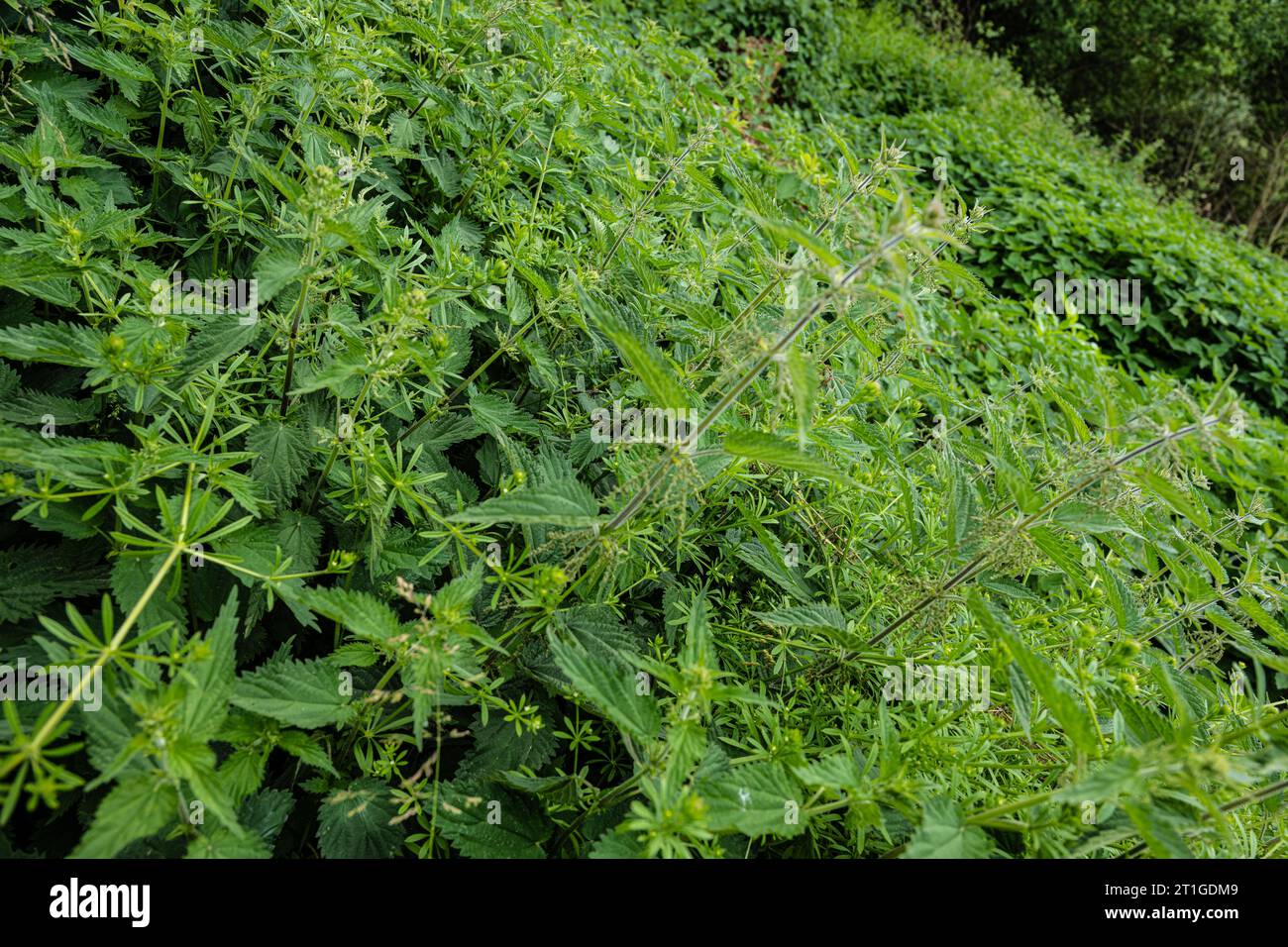 Large field of stinging nettles Stock Photo - Alamy