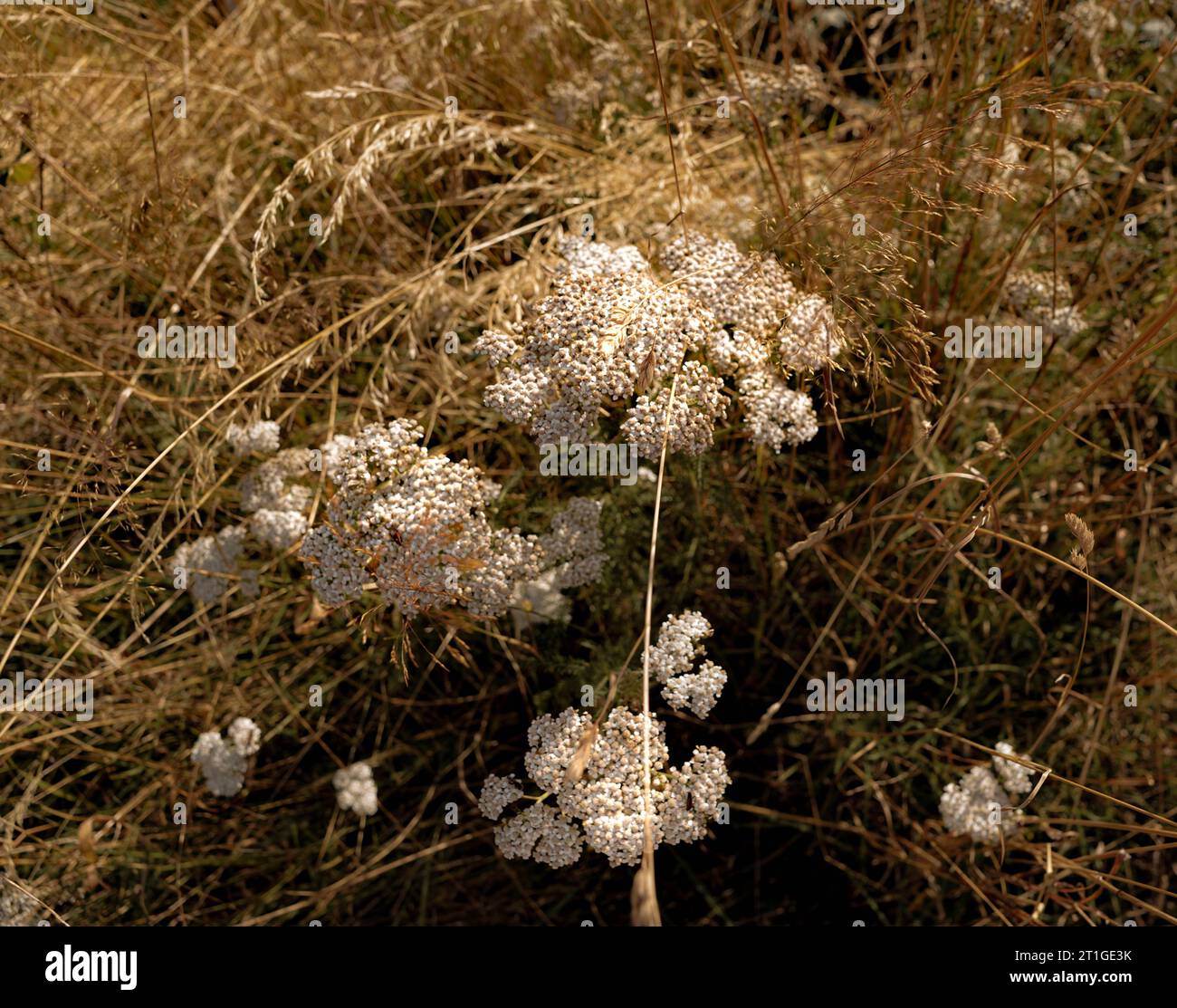 Flowers in the golden hour Stock Photo - Alamy