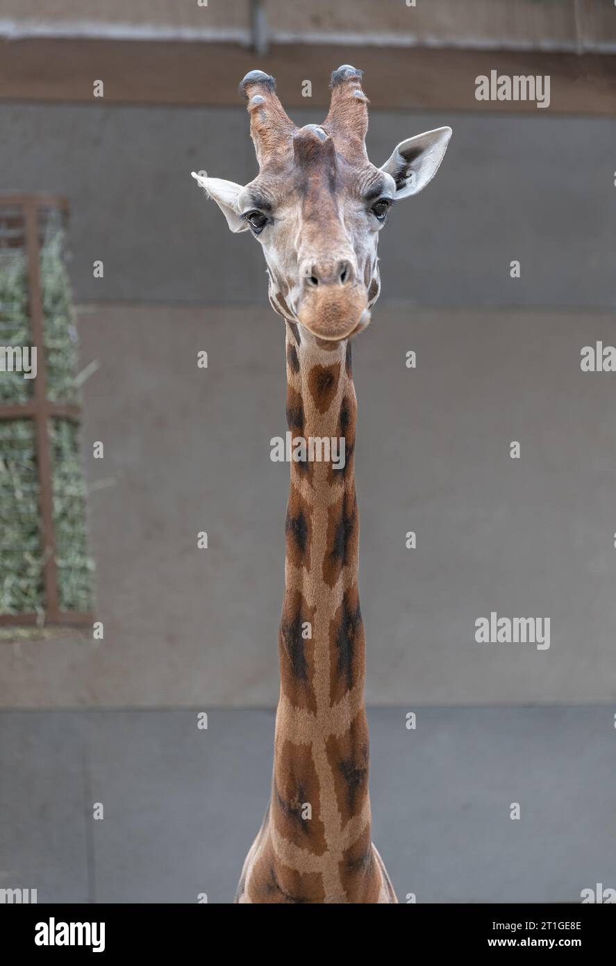 Giraffe portrait inside a shed at Edinburgh Zoo, Edinburgh, Scotland ...