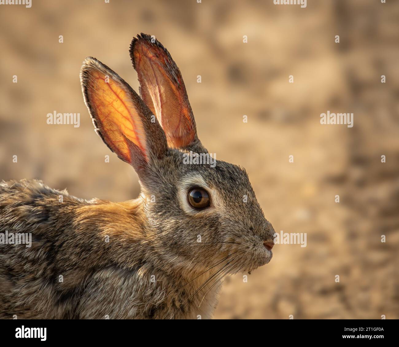 Cotton tail young hi-res stock photography and images - Alamy