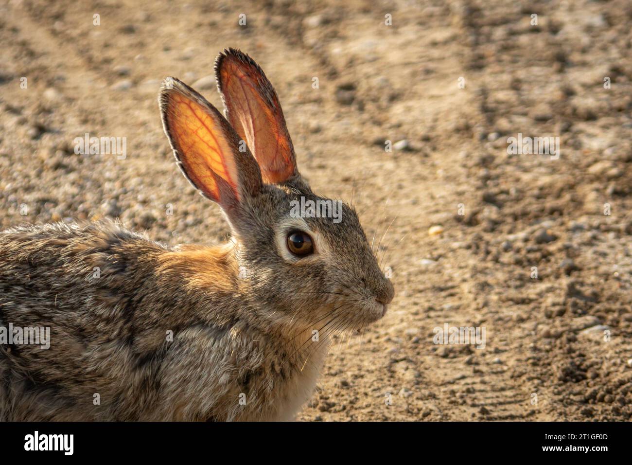 Young with tail hi-res stock photography and images - Alamy