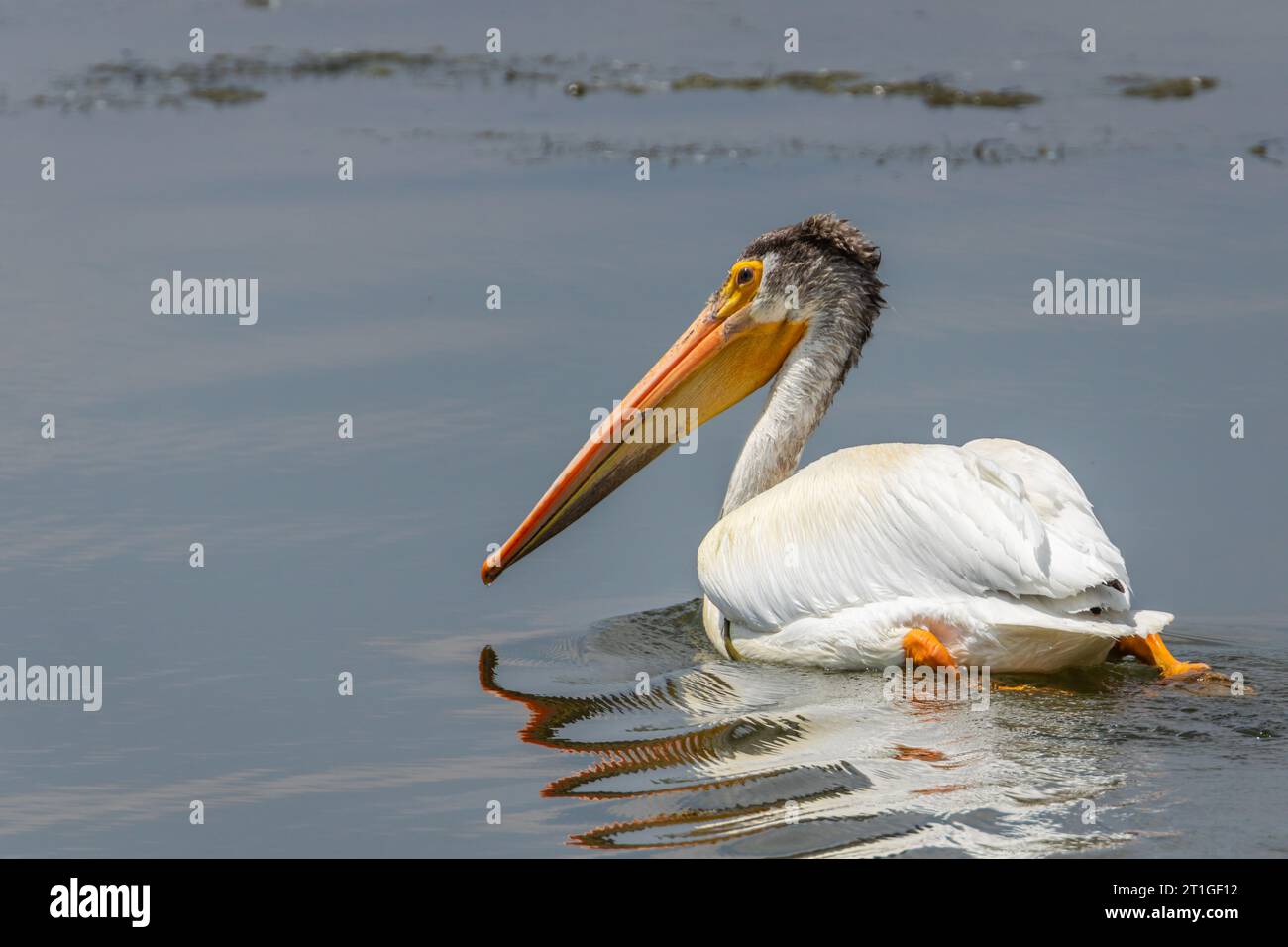 American White Pelecan swimming in a pond Stock Photo - Alamy