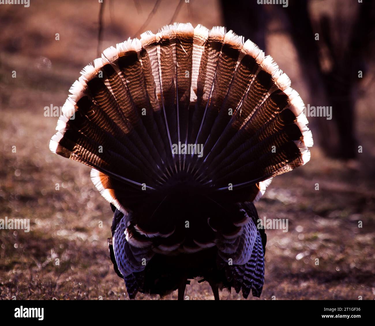 Wild Tom Turkey with Tail Fanned out Stock Photo - Alamy
