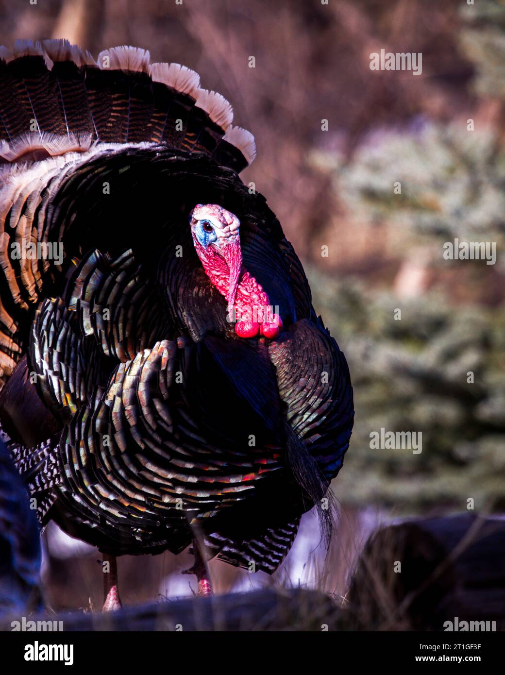 Tom turkey in full hi-res stock photography and images - Alamy
