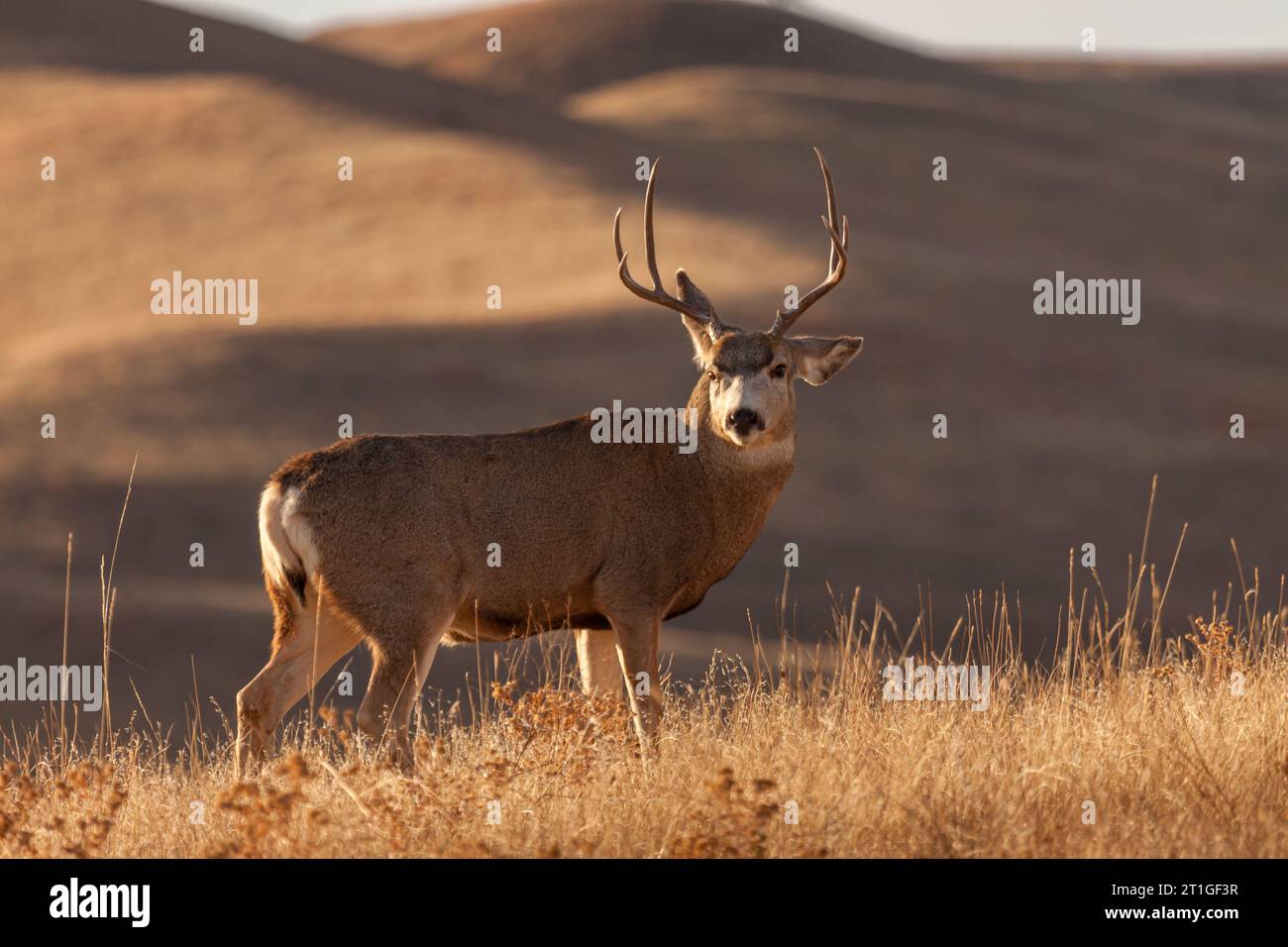 Mule deer standing on a hillside Stock Photo - Alamy