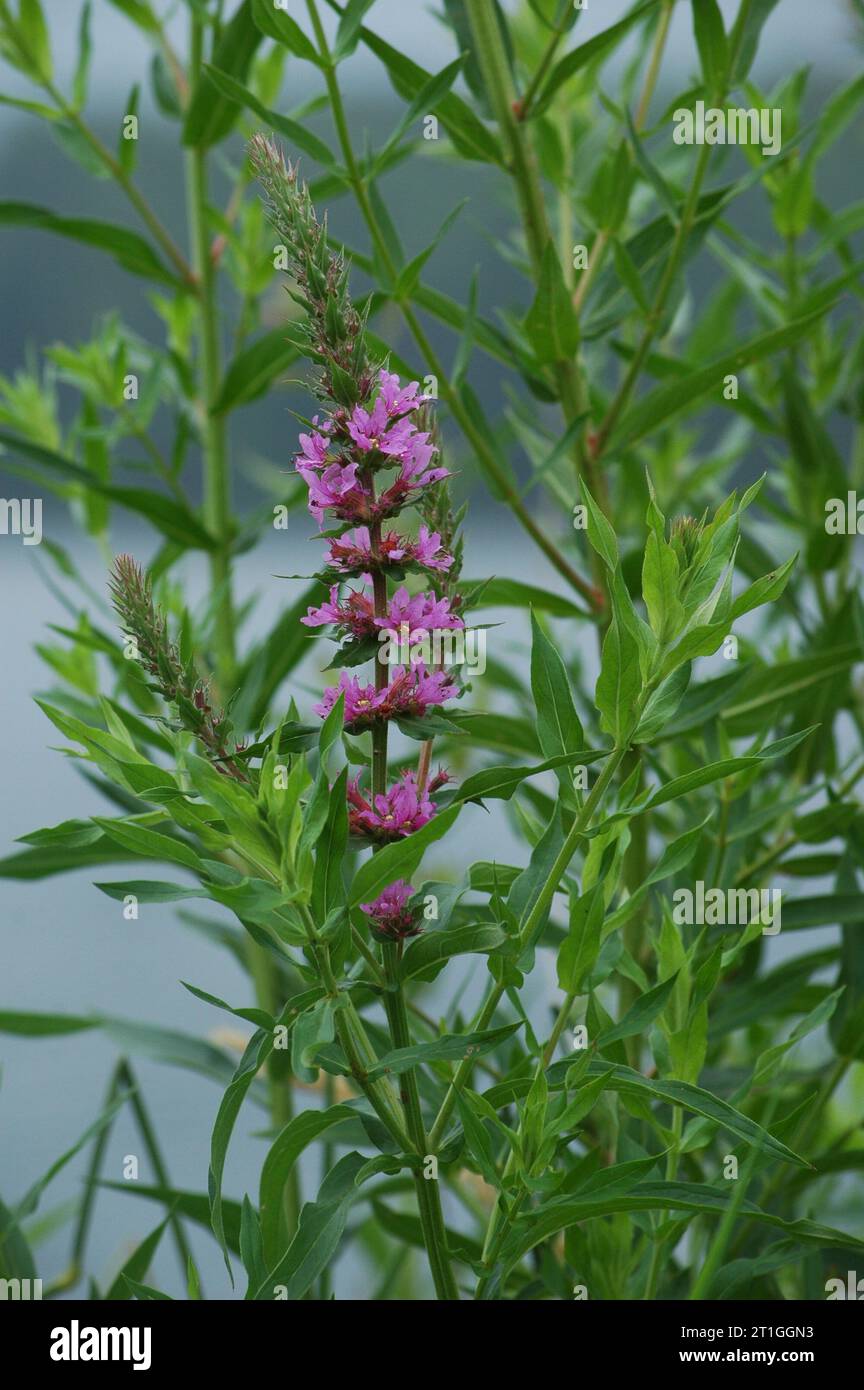 purple loosestrife , an alien invasive plant species Stock Photo - Alamy