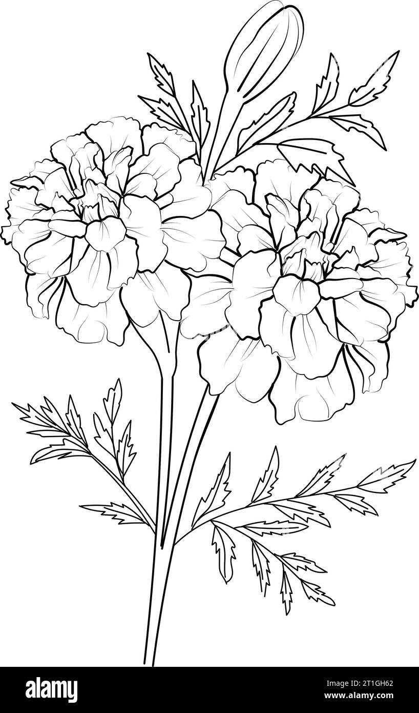 Marigold Flower Tattoo Drawings