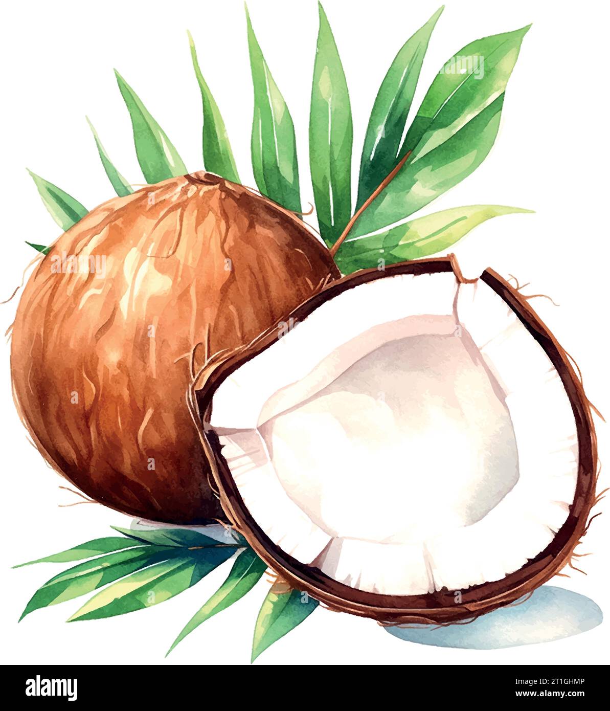 Coconut watercolor on white background Stock Vector Image & Art - Alamy
