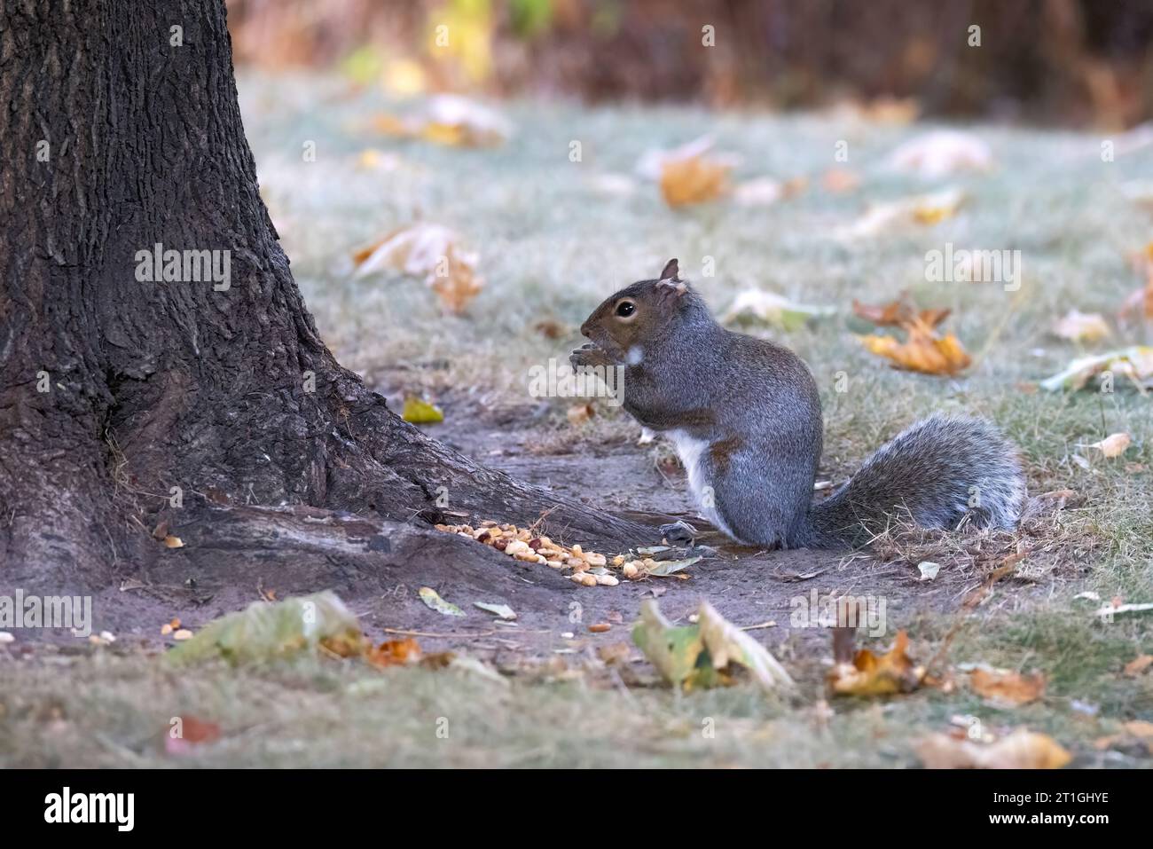 The eastern gray squirrel (Sciurus carolinensis) in the park Stock ...