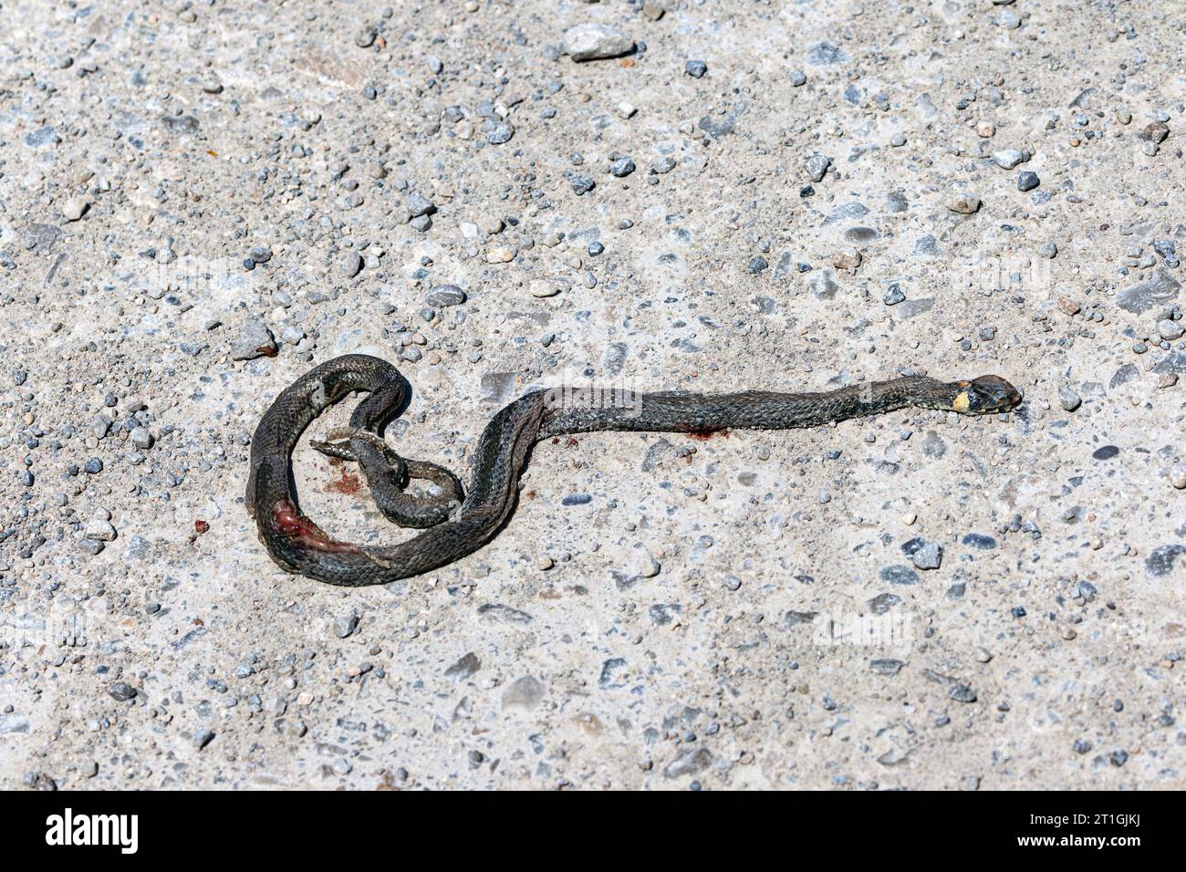 grass snake (Natrix natrix), overrun on a path, Germany, Bavaria Stock ...