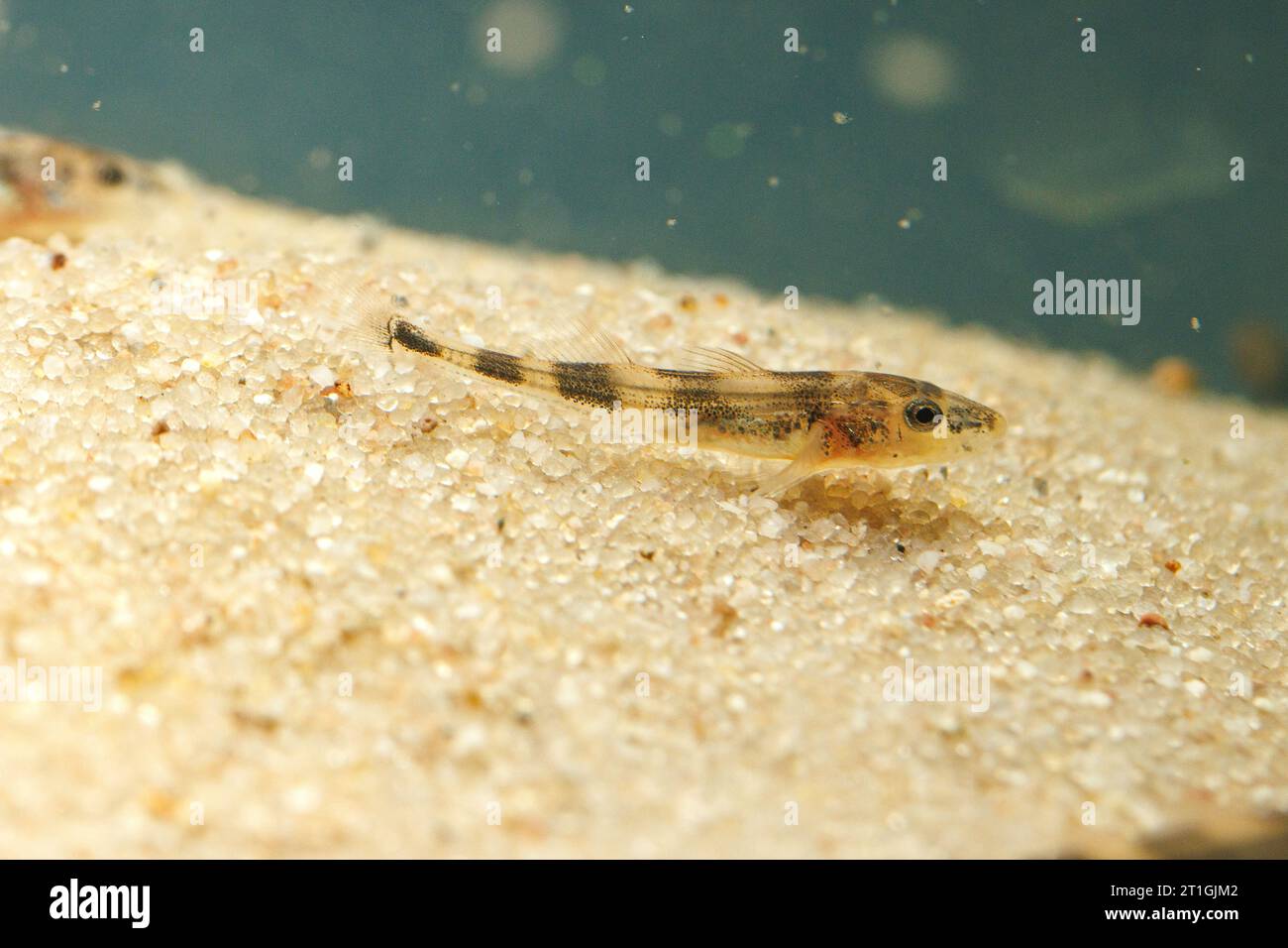 zingel (Zingel zingel), juvenile, 5 weeks after first feeding, Germany ...