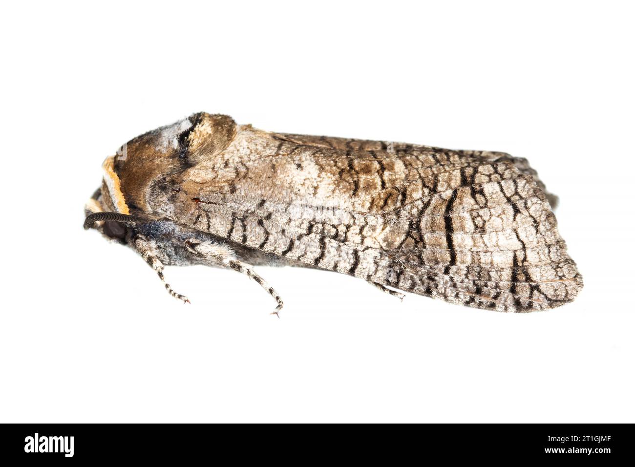 The goat moth Cut Out Stock Images & Pictures - Alamy