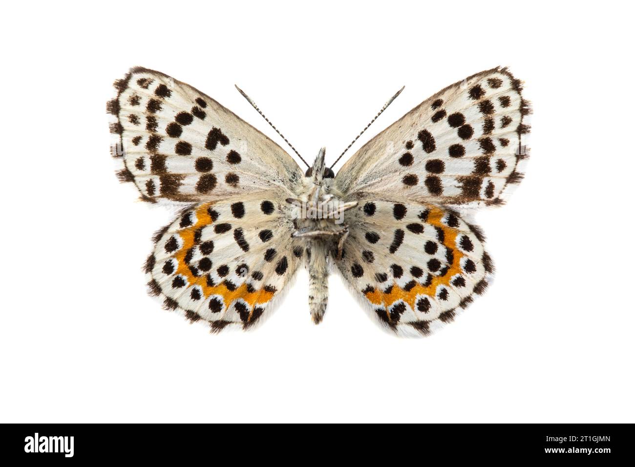 Side view of underside of wing Cut Out Stock Images & Pictures - Alamy