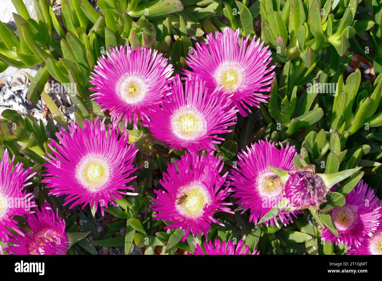 sally my handsome, Hottentot fig (Carpobrotus acinaciformis ...