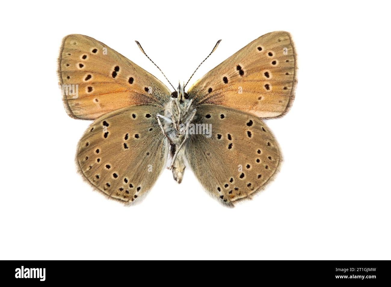 purple-edged copper (Lycaena hippothoe, Palaeochrysophanus hippothoe ...