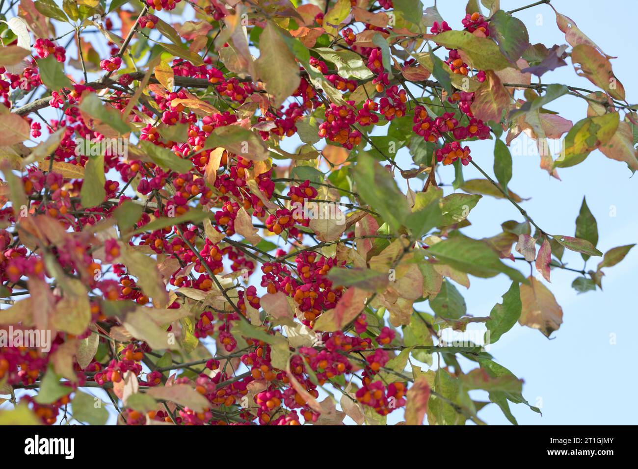 European spindle-tree (Euonymus europaea, Euonymus europaeus), branch ...